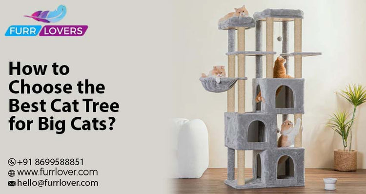 How to Choose the Best Cat Tree for Big Cats? - Furr Lovers – Furrlovers